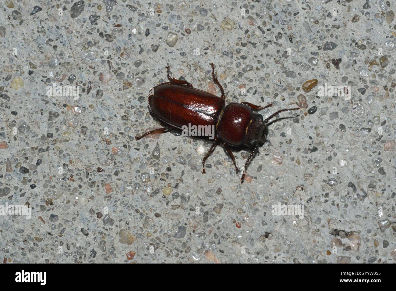 Pole Borer (Neandra brunnea Stock Photo - Alamy