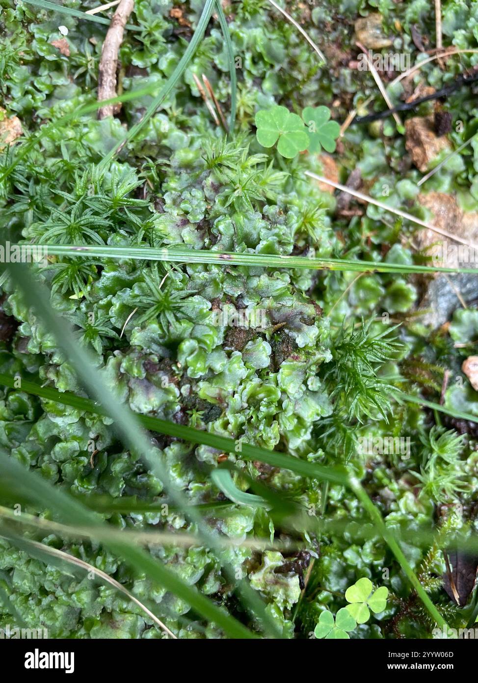 Pellia and allies (Pelliaceae Stock Photo - Alamy