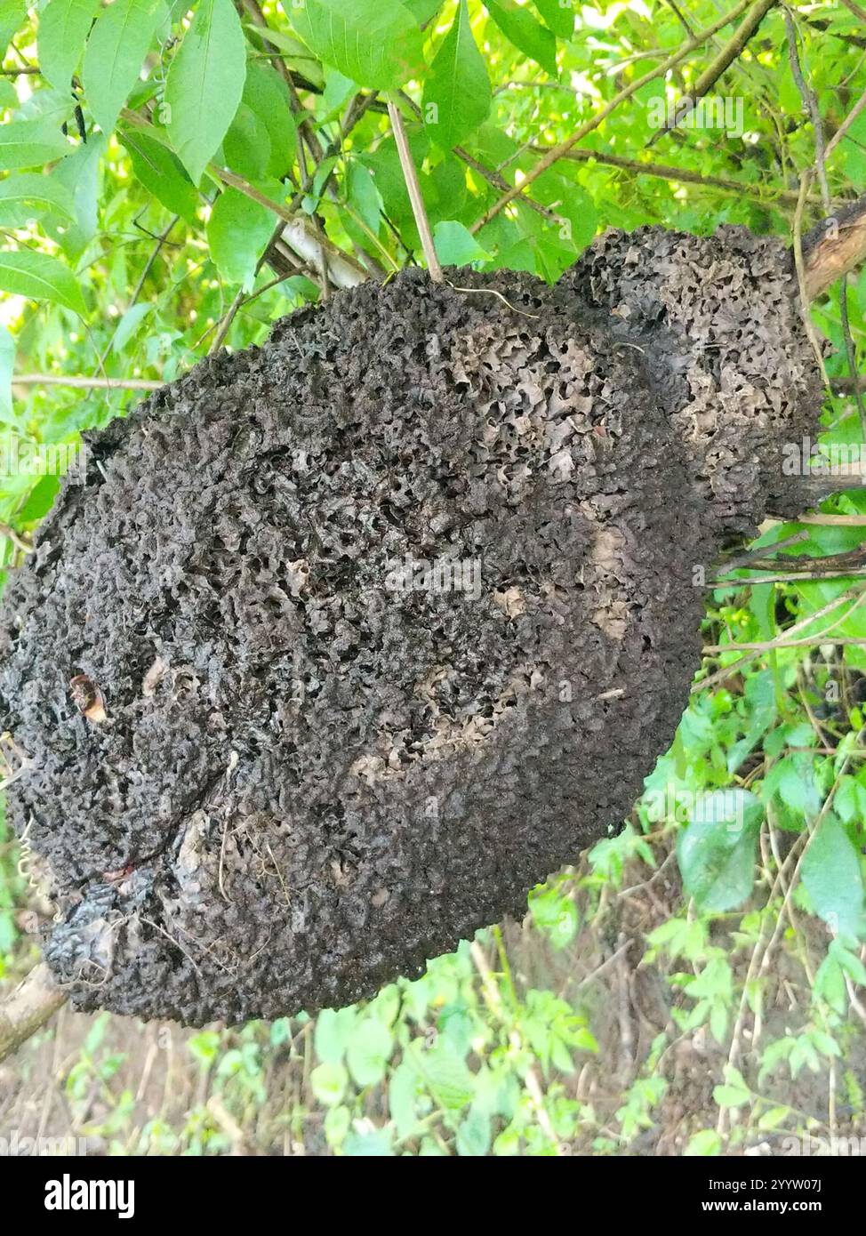 Conehead Termites (Nasutitermes Stock Photo - Alamy