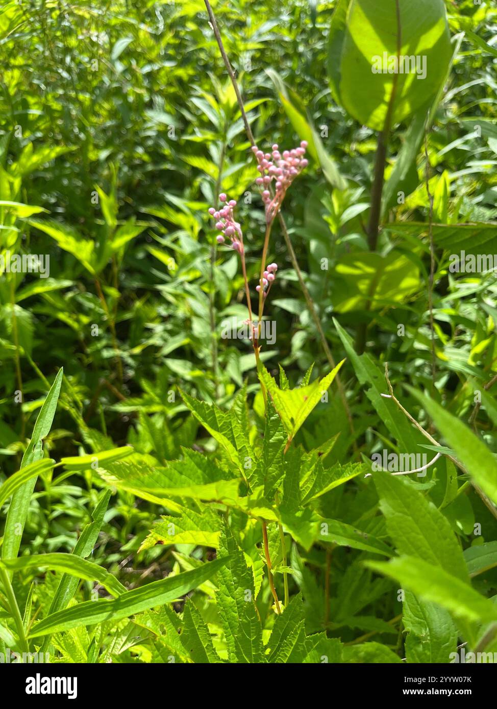 queen of the prairie (Filipendula rubra Stock Photo - Alamy