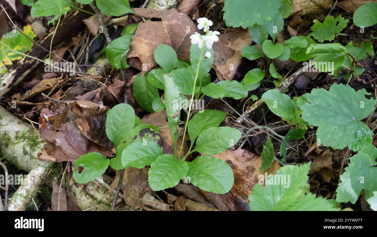 shinleaf (Pyrola elliptica Stock Photo - Alamy