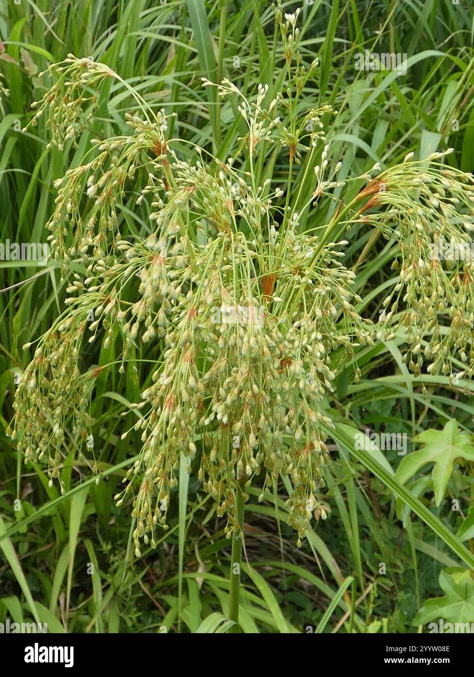 woolgrass (Scirpus cyperinus Stock Photo - Alamy