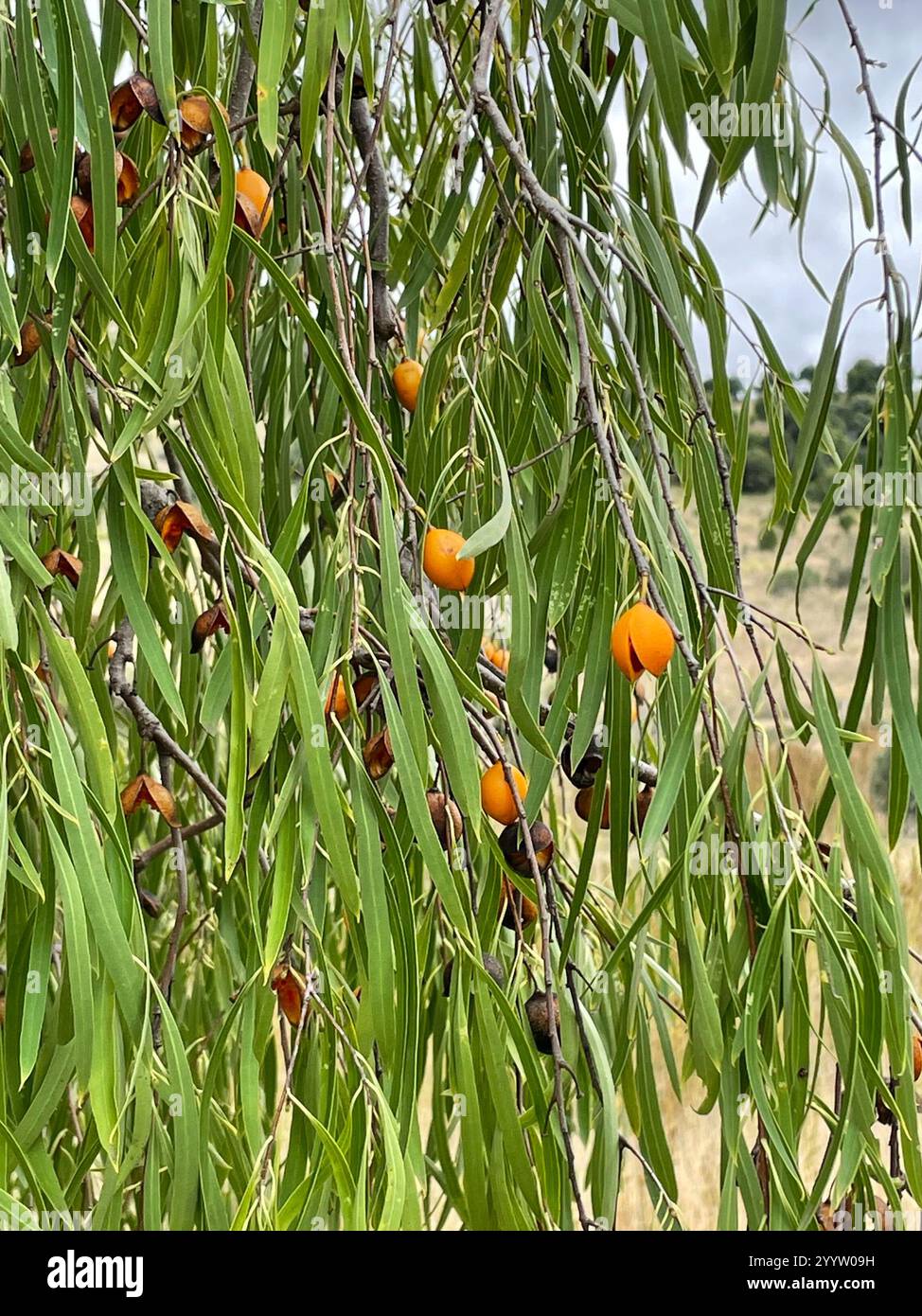 Native apricot (Pittosporum angustifolium Stock Photo - Alamy