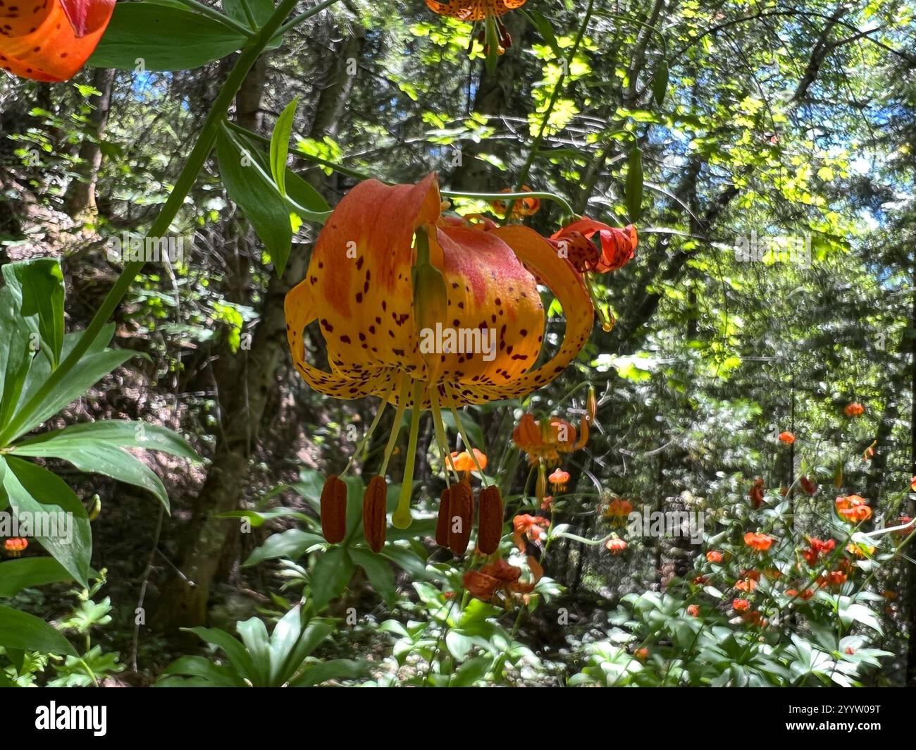 Leopard Lily (Lilium pardalinum Stock Photo - Alamy