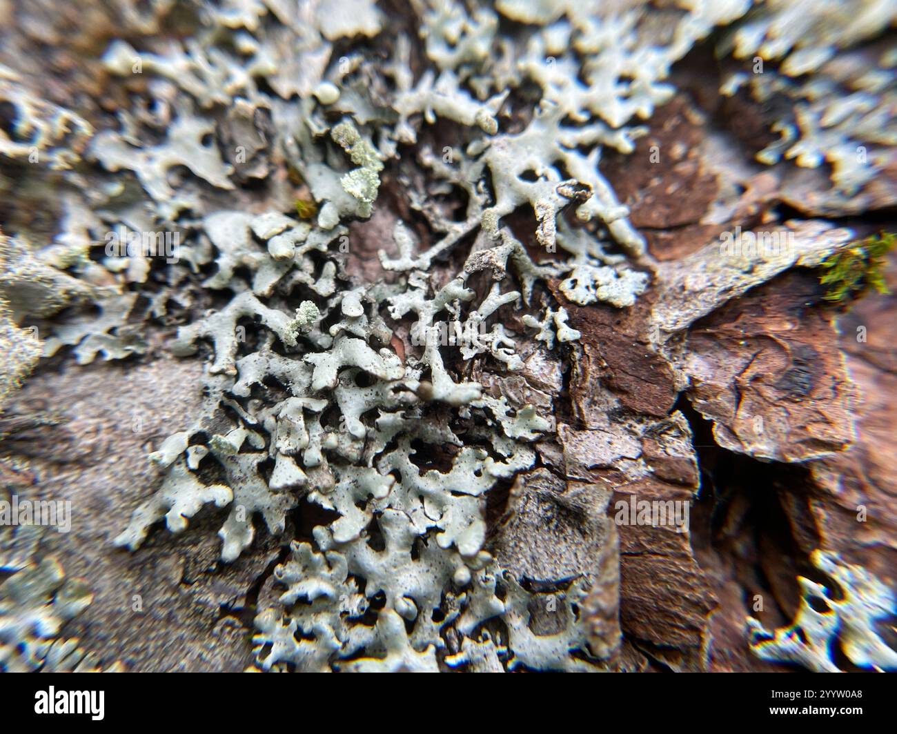Tube Lichens (Hypogymnia Stock Photo - Alamy