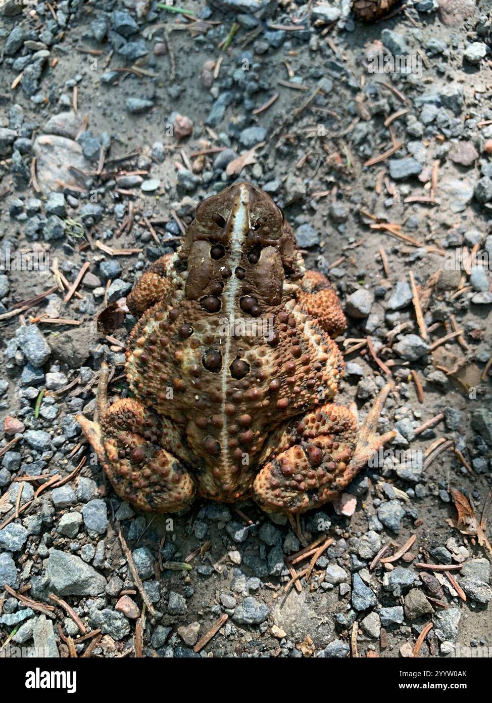American Toad (Anaxyrus americanus Stock Photo - Alamy