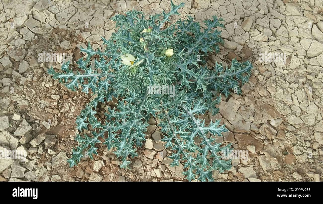 Mexican Poppy (Argemone ochroleuca Stock Photo - Alamy