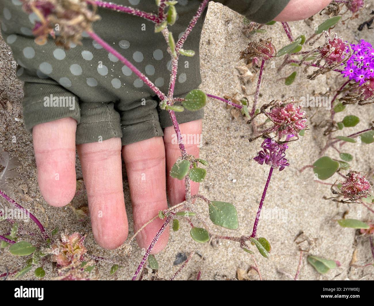 Pink Sand Verbena (Abronia umbellata Stock Photo - Alamy