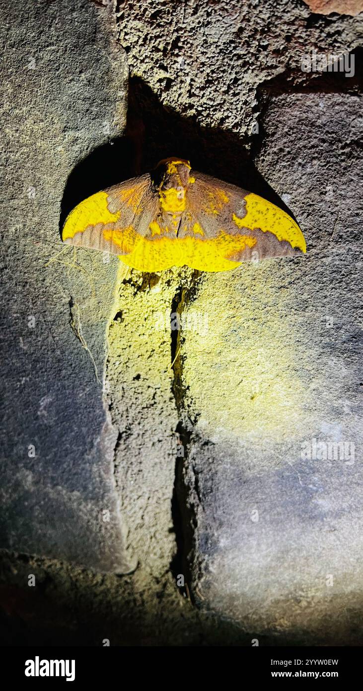 Imperial Moth (Eacles imperialis Stock Photo - Alamy