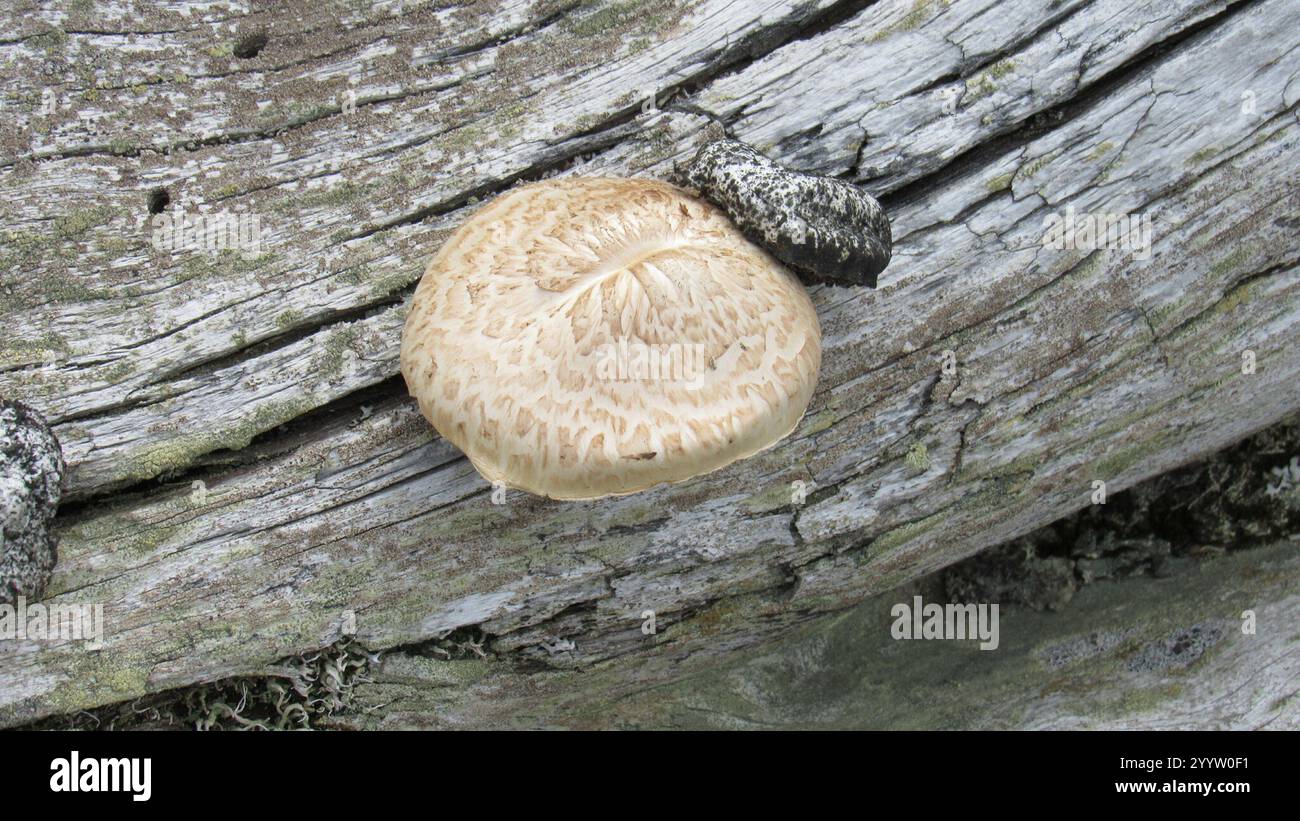 Trainwrecker (Neolentinus lepideus Stock Photo - Alamy