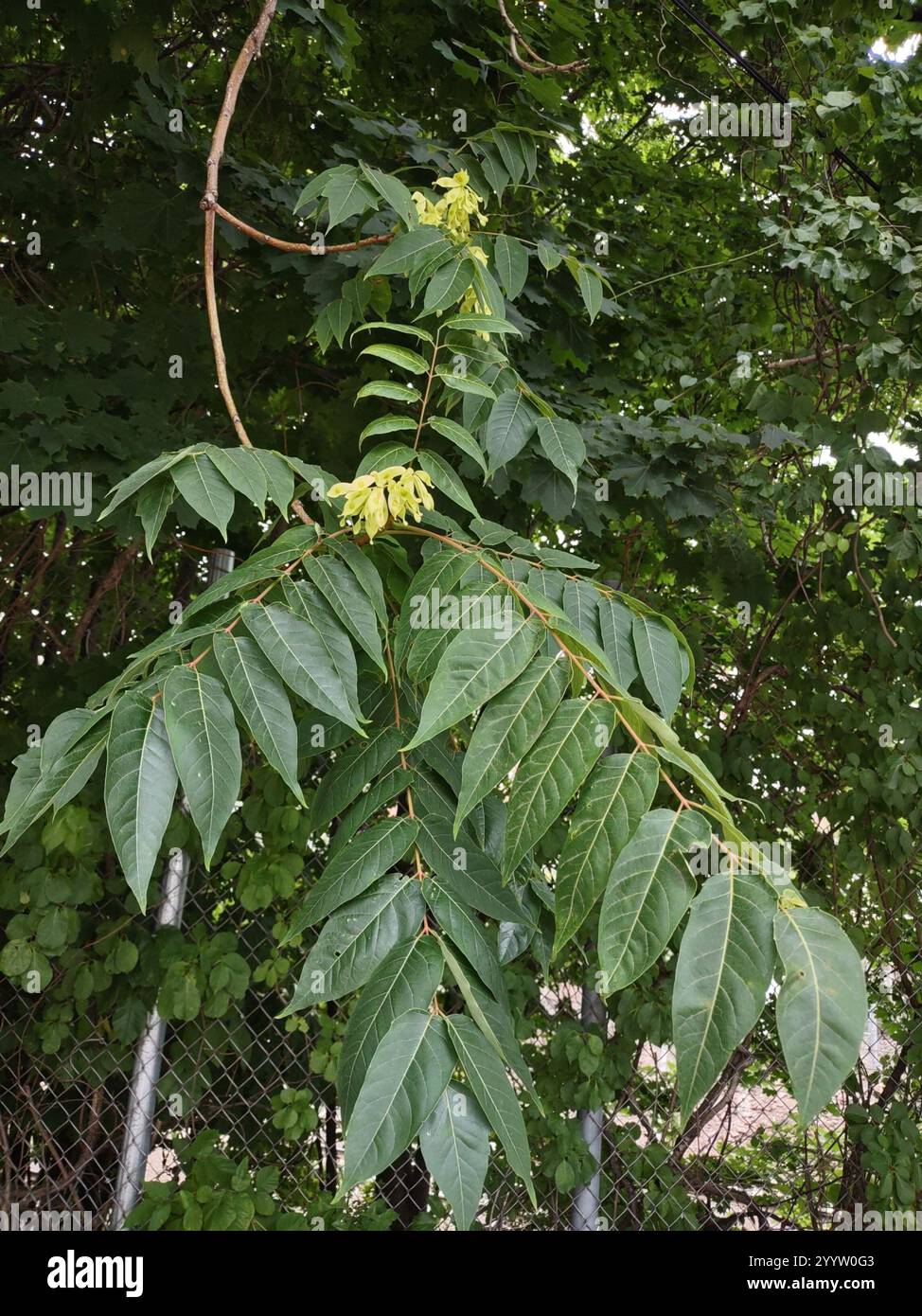 tree-of-heaven (Ailanthus altissima Stock Photo - Alamy