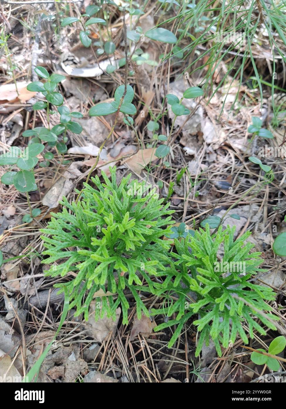 northern ground-cedar (Diphasiastrum complanatum Stock Photo - Alamy