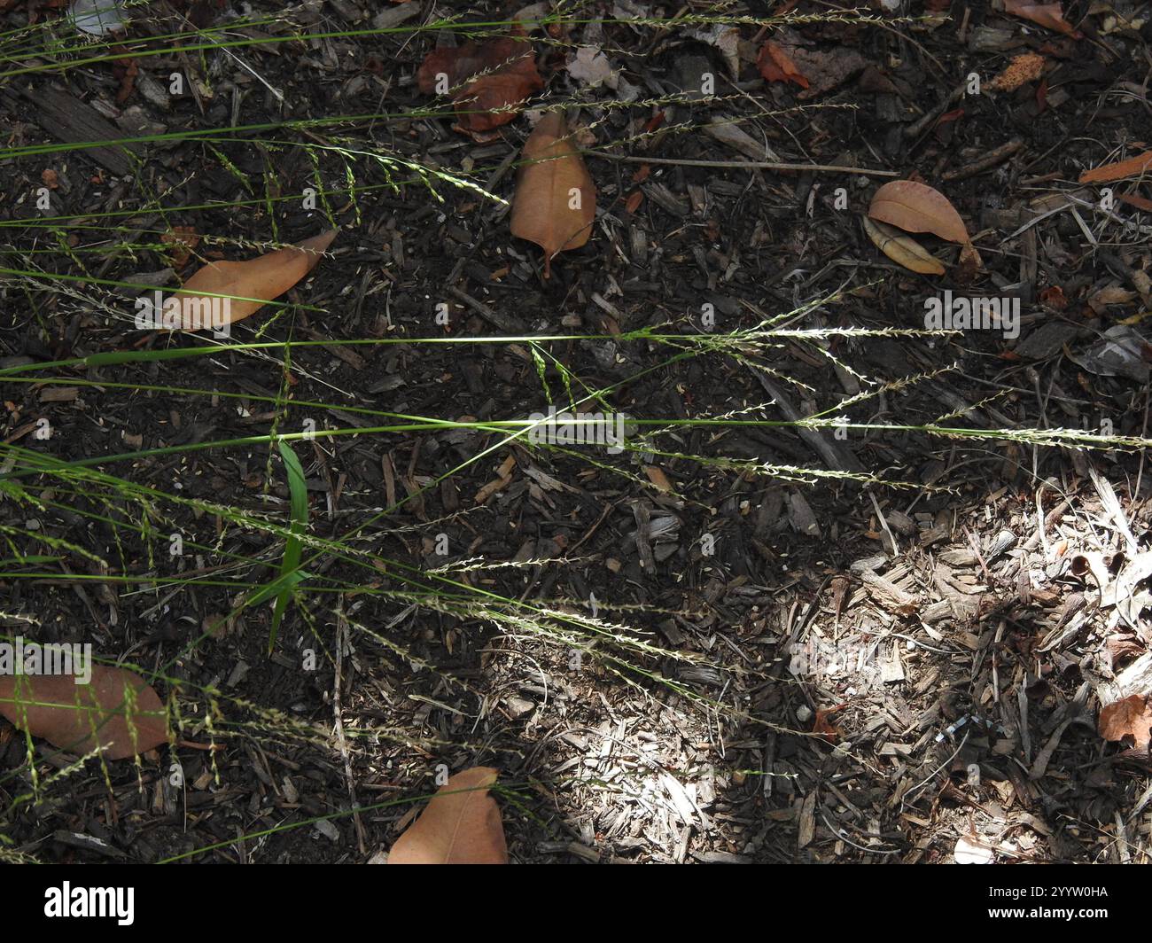 panic veldtgrass (Ehrharta erecta Stock Photo - Alamy