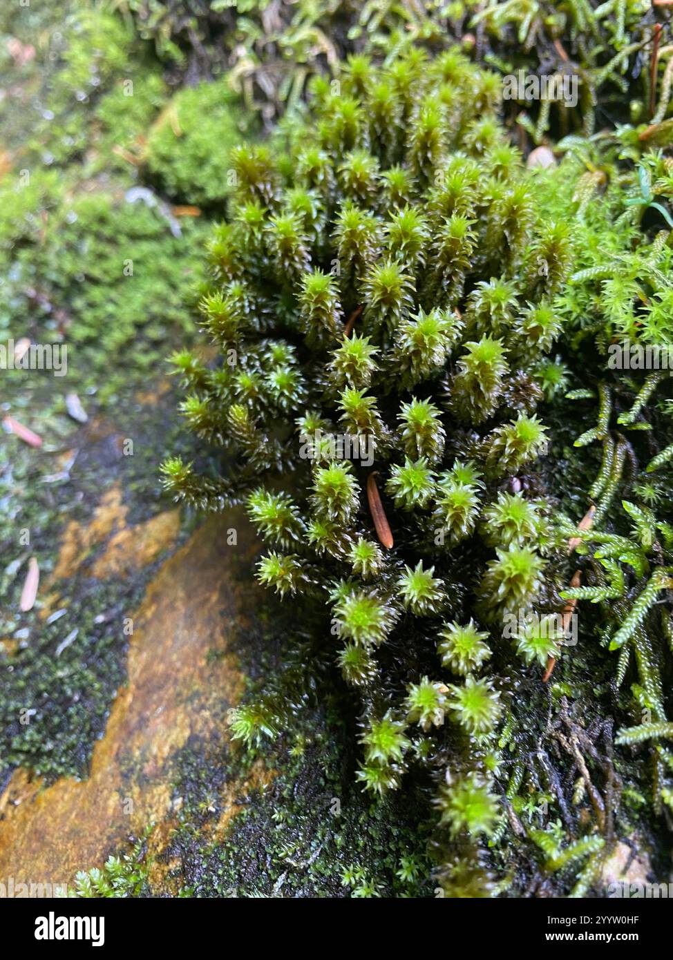 Yellow fringe moss hi-res stock photography and images - Alamy