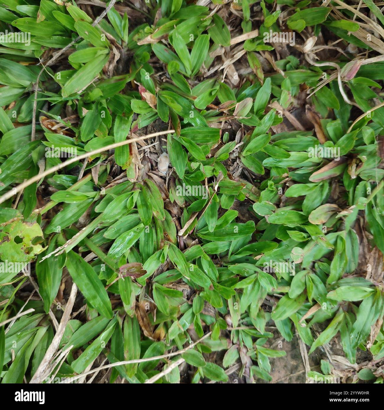 Axonopus compressus hi-res stock photography and images - Alamy