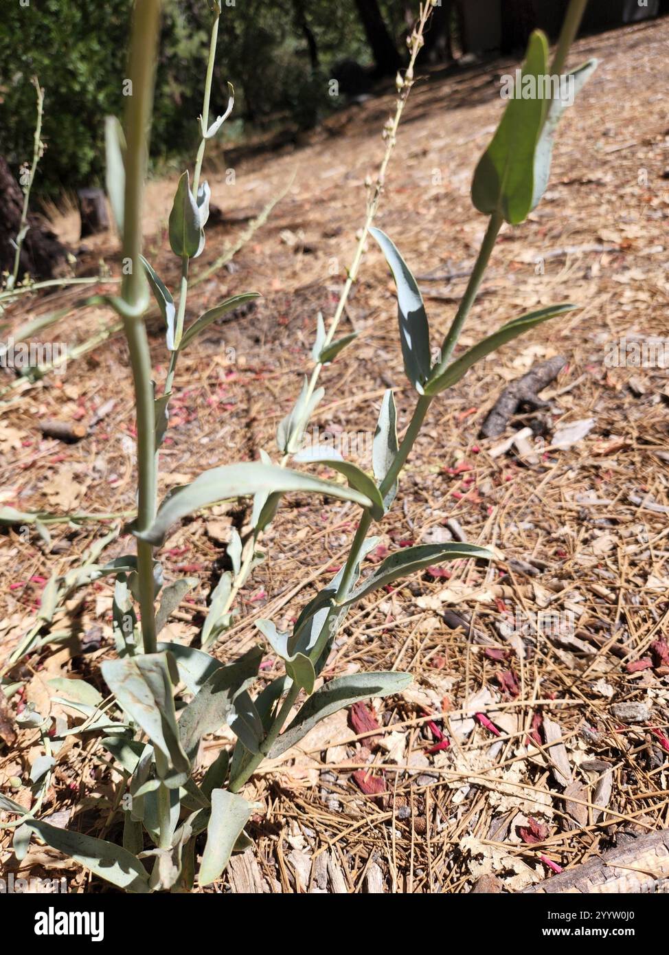 scarlet bugler (Penstemon centranthifolius Stock Photo - Alamy