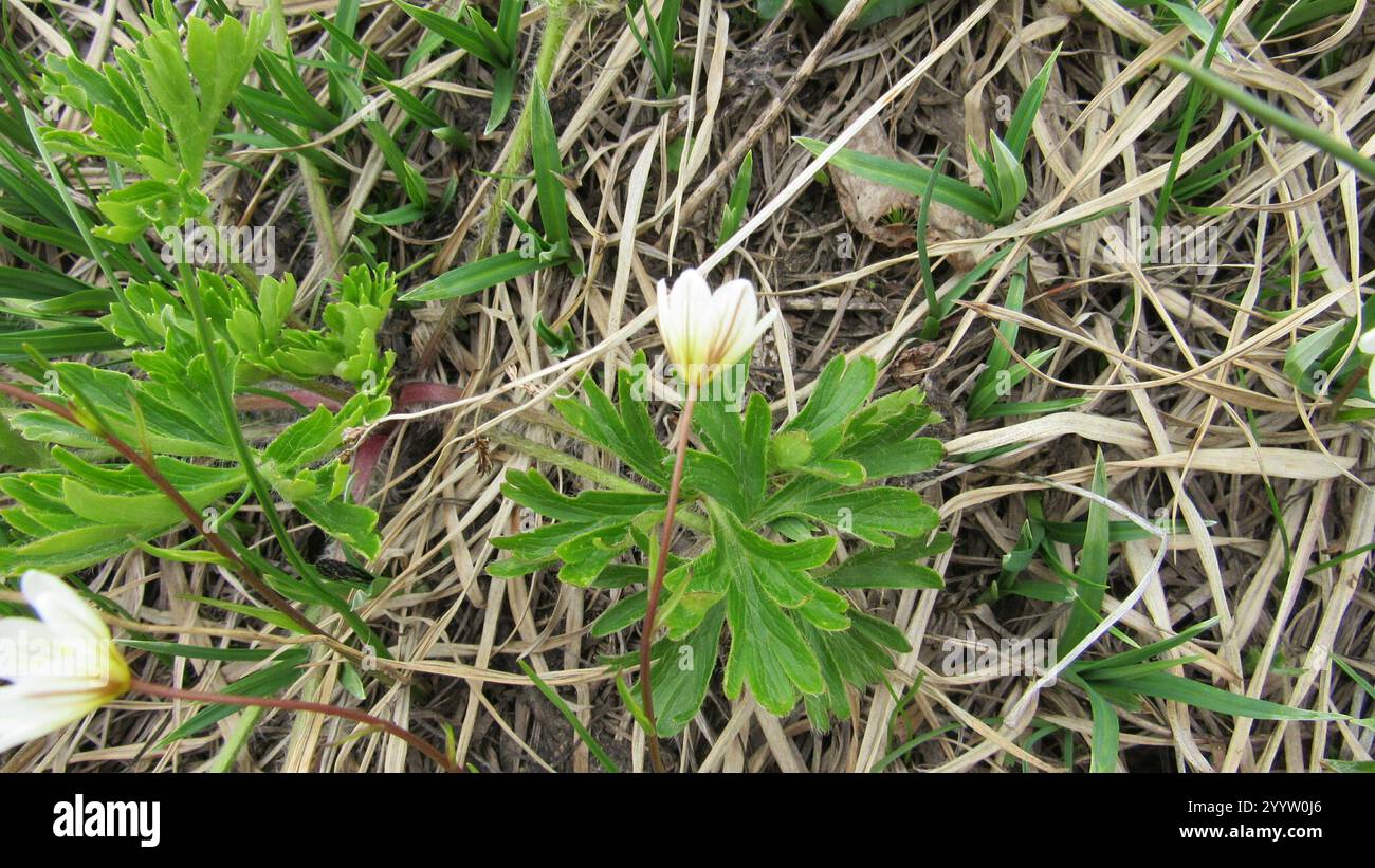 Snowdon Lily (Gagea serotina Stock Photo - Alamy