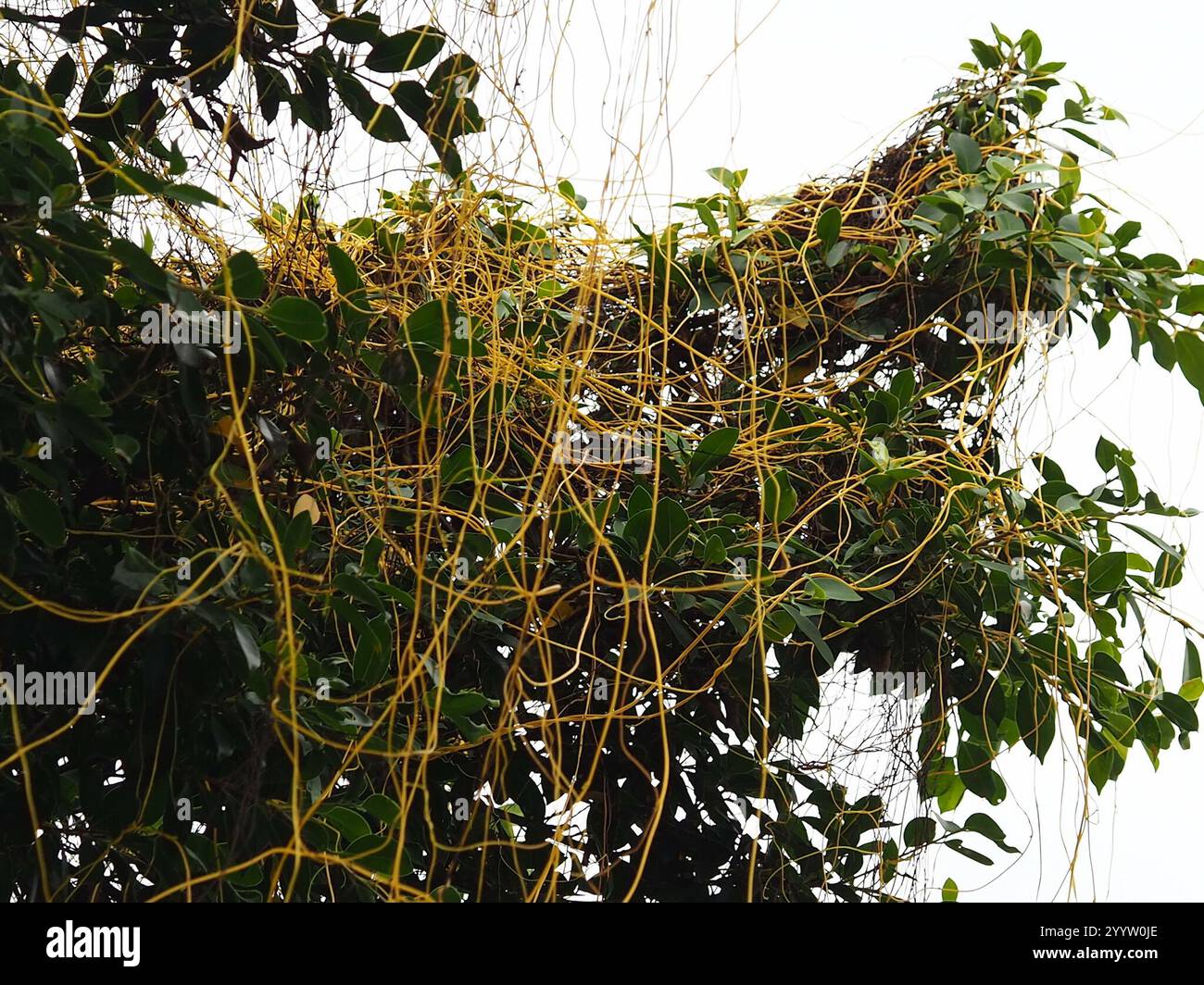 Japanese dodder (Cuscuta japonica Stock Photo - Alamy
