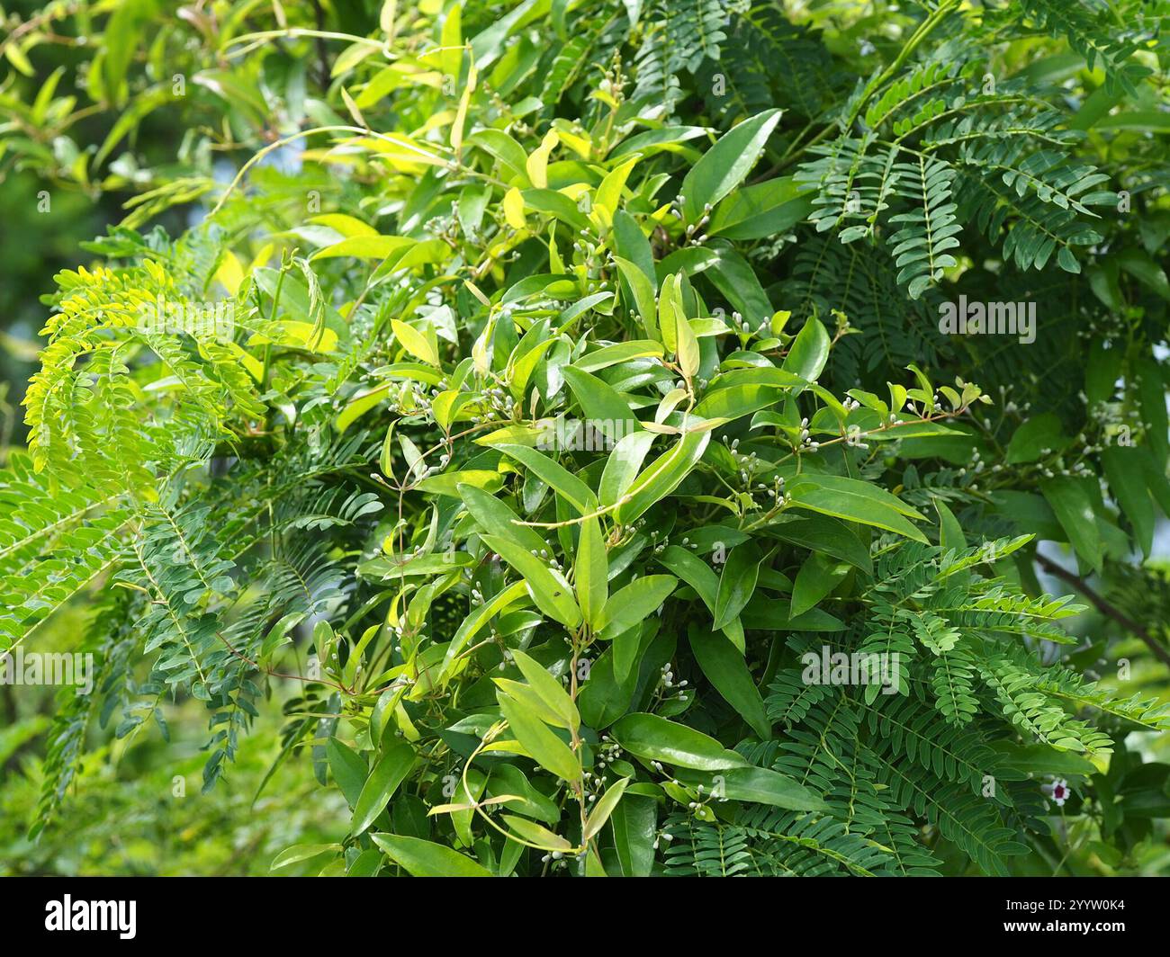 skunk vine (Paederia foetida Stock Photo - Alamy