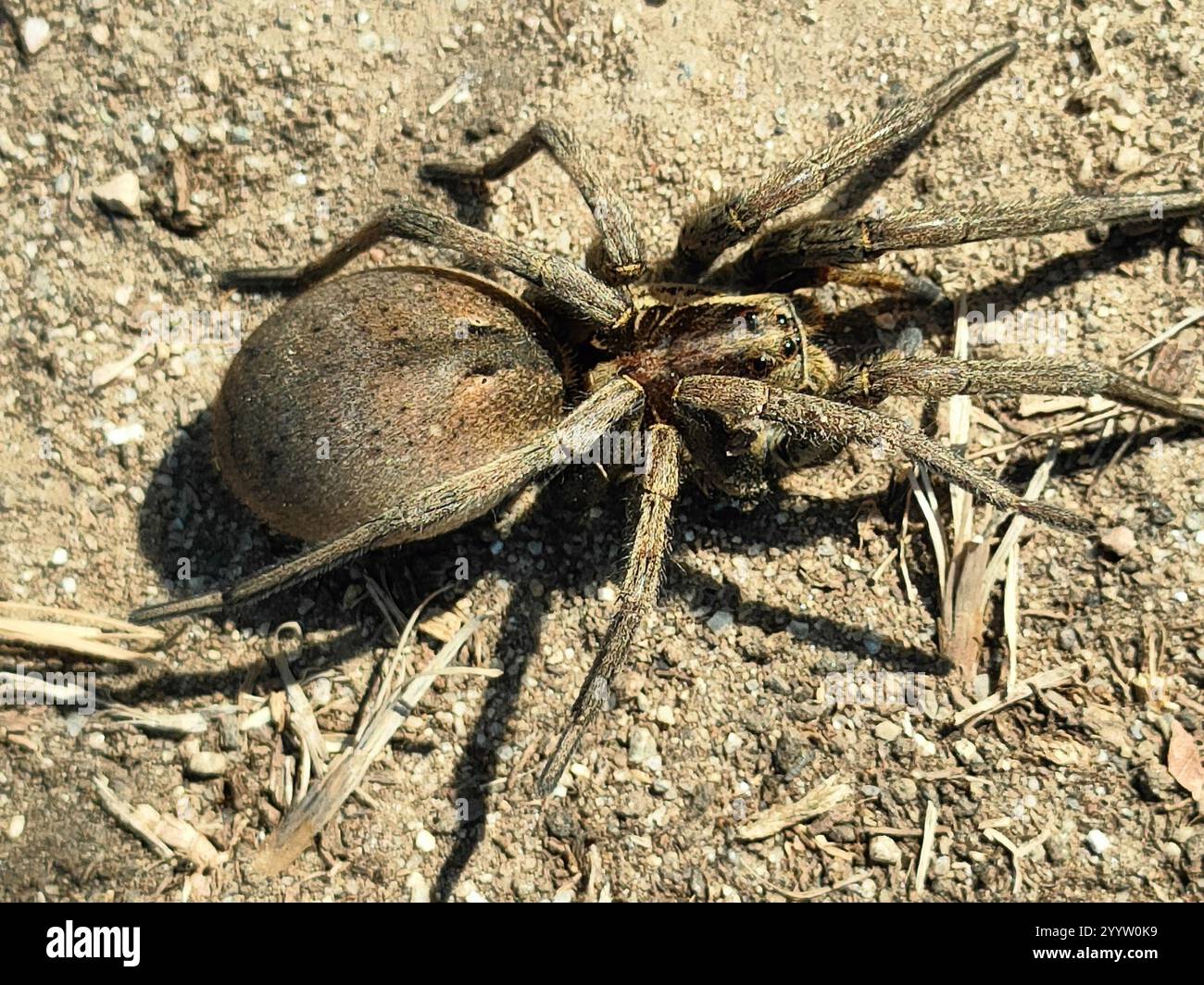 Radiated Wolf Spider (Hogna radiata Stock Photo - Alamy