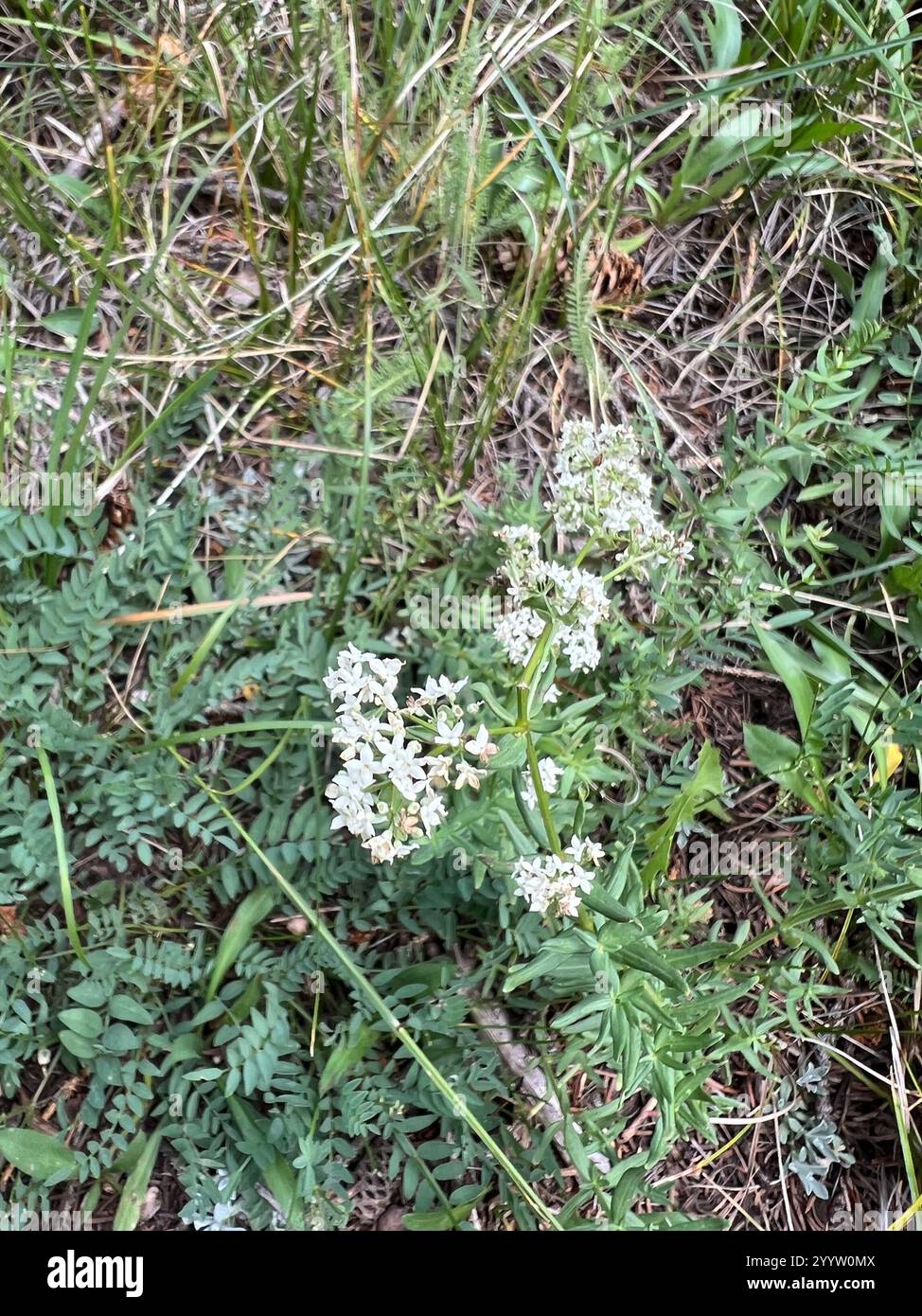 Northern Bedstraw (Galium boreale Stock Photo - Alamy