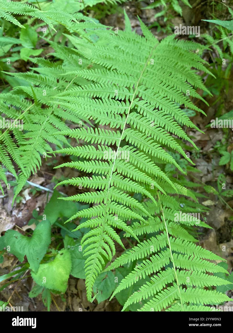 New York fern (Amauropelta noveboracensis Stock Photo - Alamy
