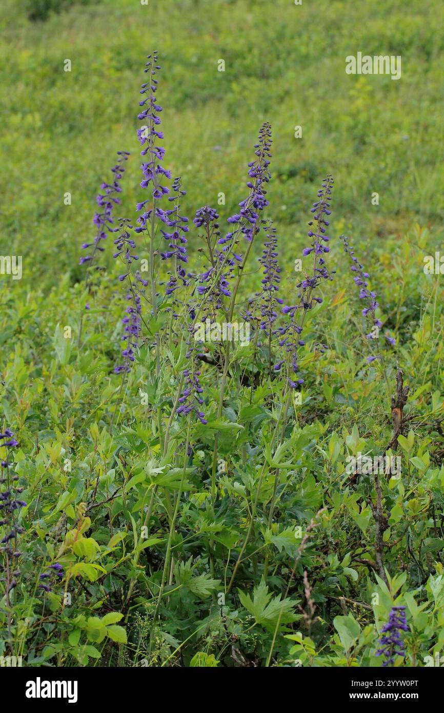 Alpine Larkspur (Delphinium elatum Stock Photo - Alamy