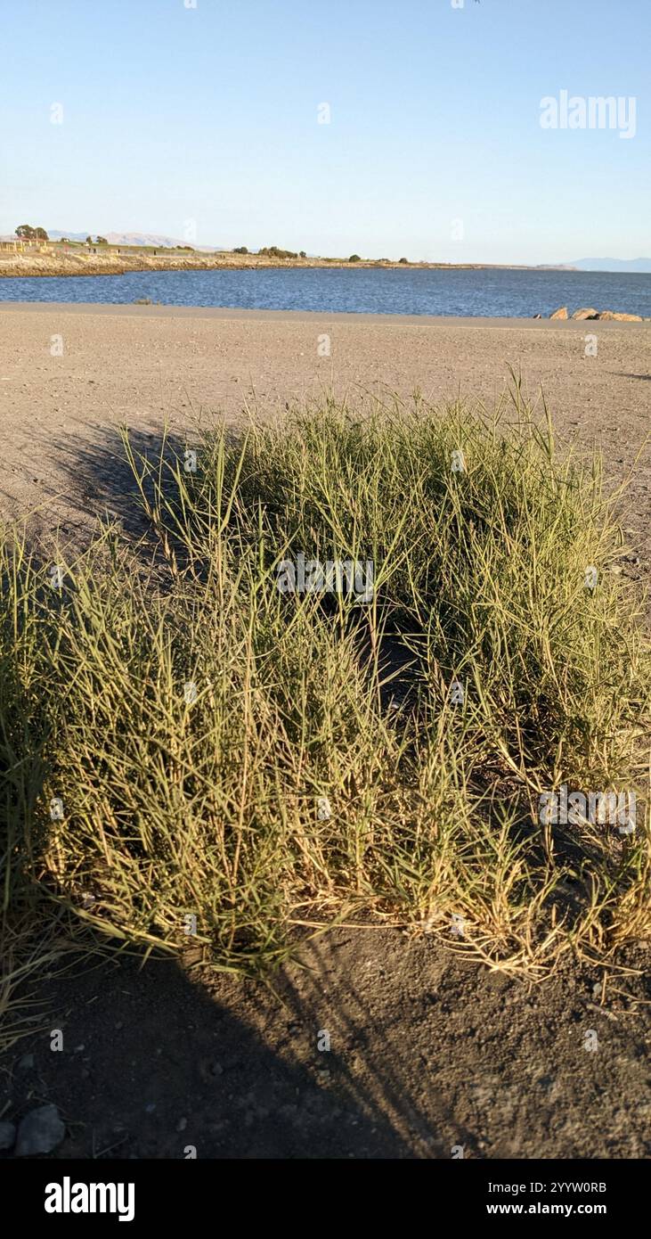 Saltgrass (Distichlis spicata Stock Photo - Alamy