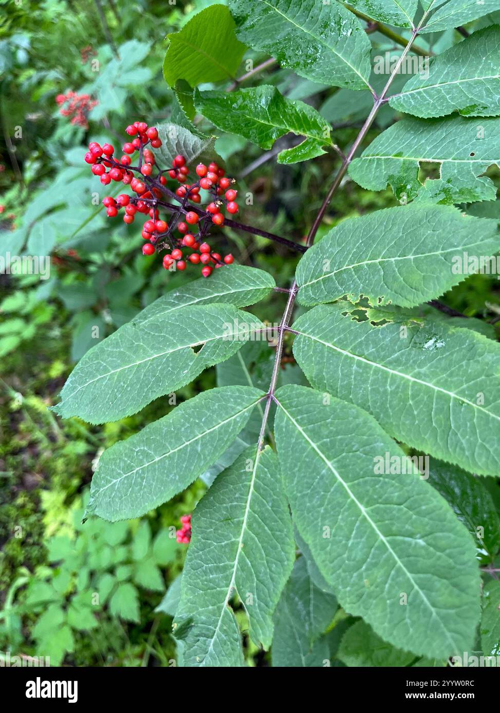 red-berried elder (Sambucus racemosa Stock Photo - Alamy