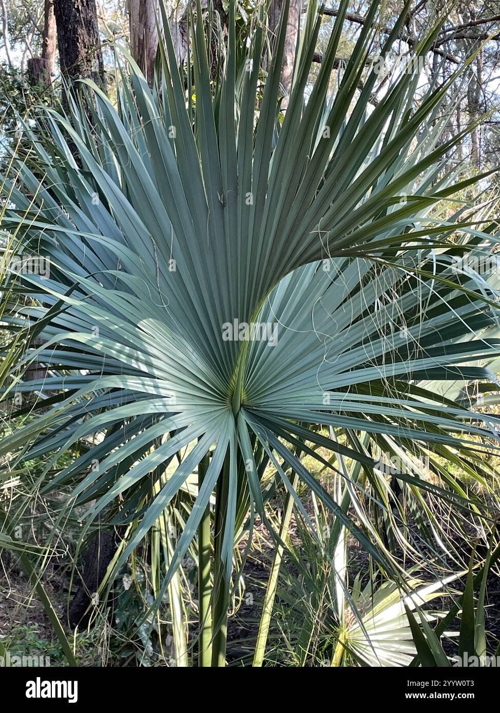 Australian Fan Palm (Livistona australis Stock Photo - Alamy