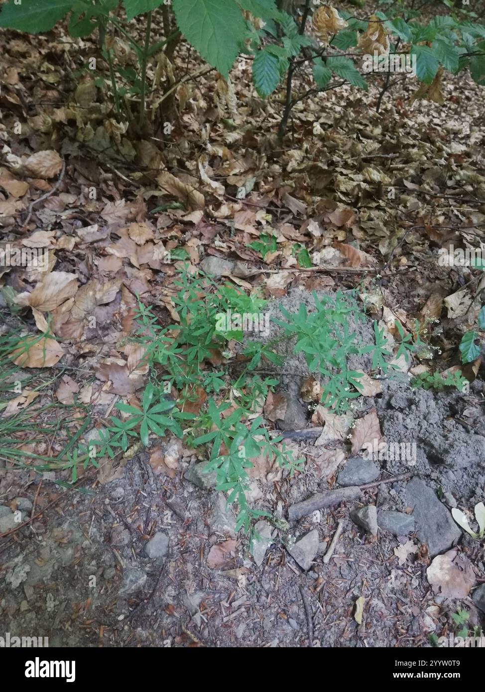 Wood Bedstraw (Galium sylvaticum Stock Photo - Alamy