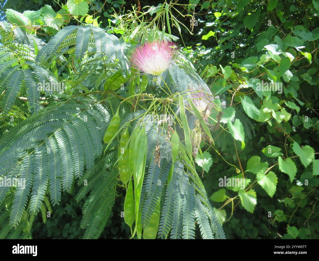Persian silk tree (Albizia julibrissin Stock Photo - Alamy