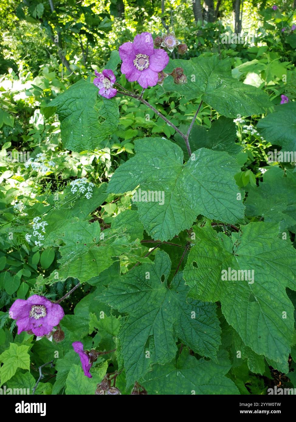 Purple flowered raspberry hi-res stock photography and images - Alamy