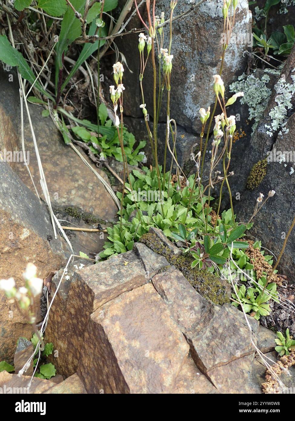 Mistassini Primrose (Primula mistassinica Stock Photo - Alamy