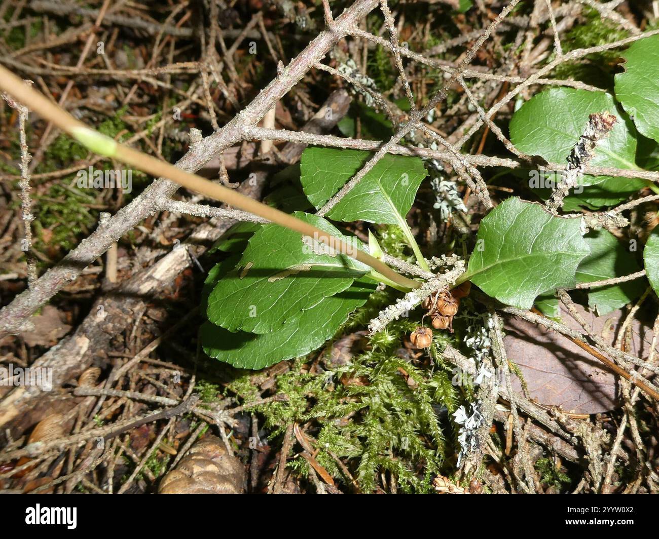 one-sided wintergreen (Orthilia secunda Stock Photo - Alamy