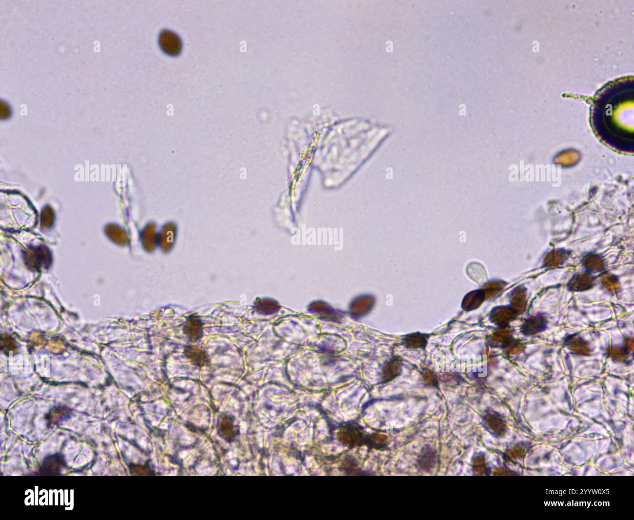 Banded Mottlegill (Panaeolus cinctulus Stock Photo - Alamy