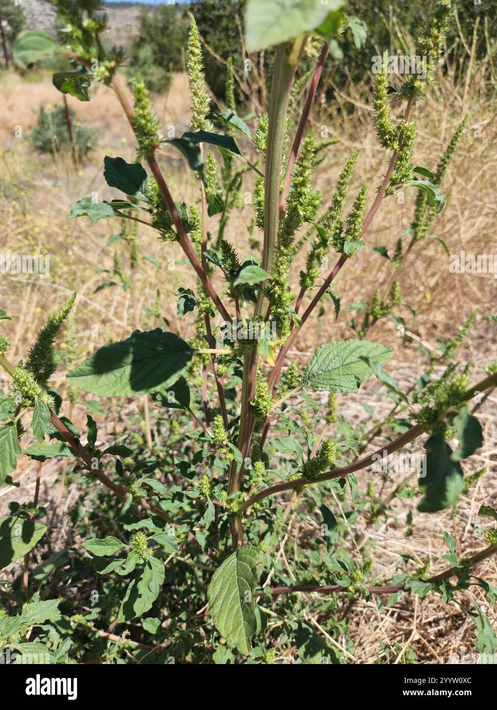 Palmer's Amaranth (Amaranthus palmeri Stock Photo - Alamy