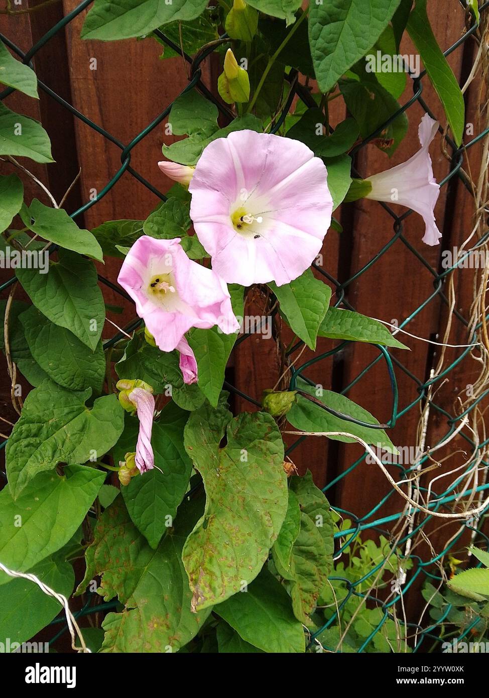 false bindweeds (Calystegia Stock Photo - Alamy