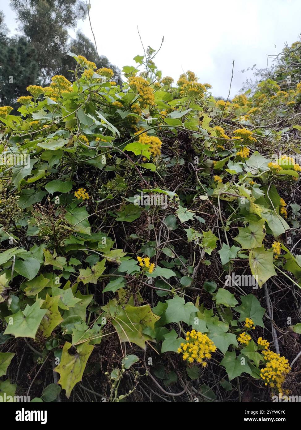 Cape-ivy (Delairea odorata Stock Photo - Alamy