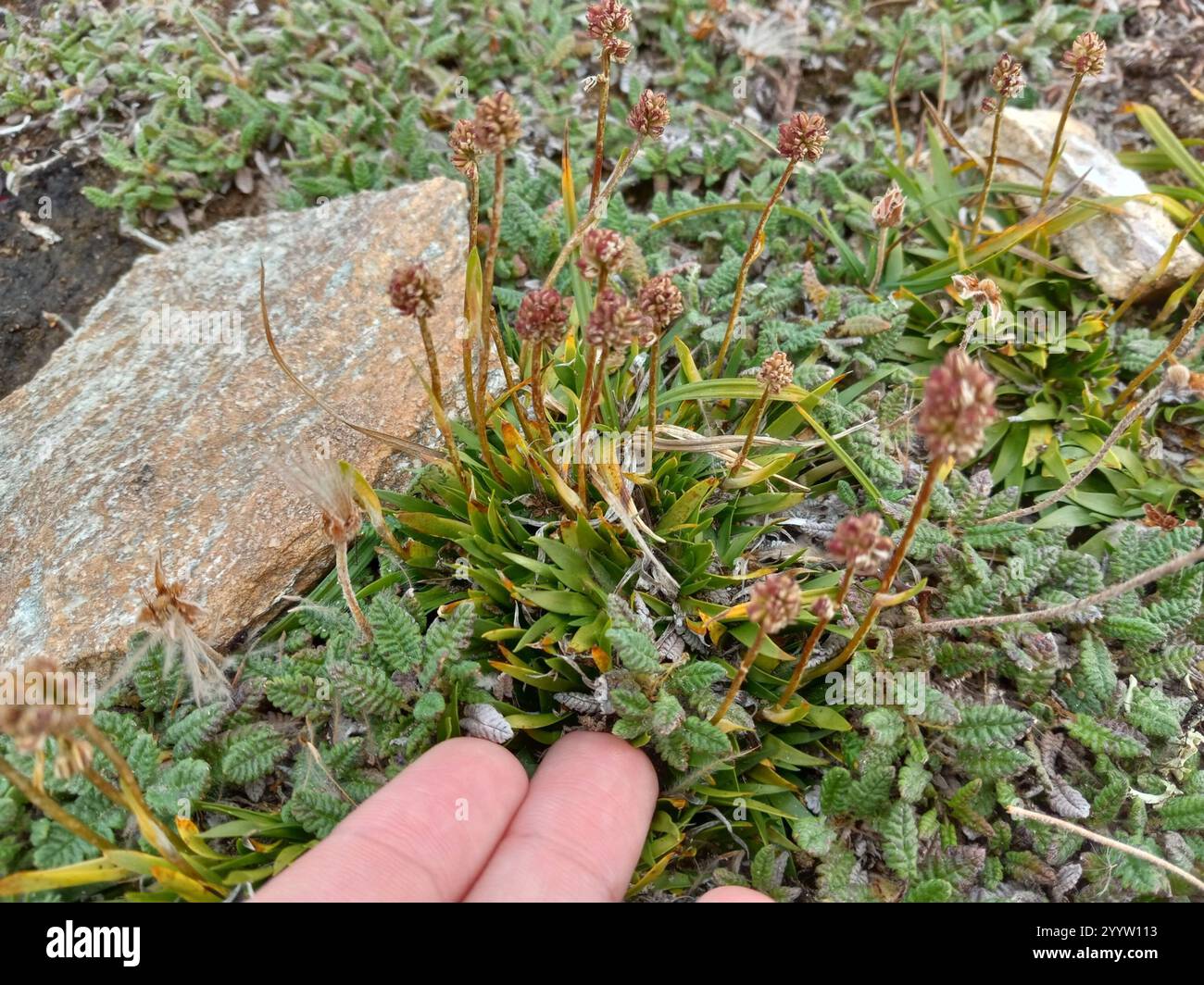 Purple Featherling (Tofieldia coccinea Stock Photo - Alamy