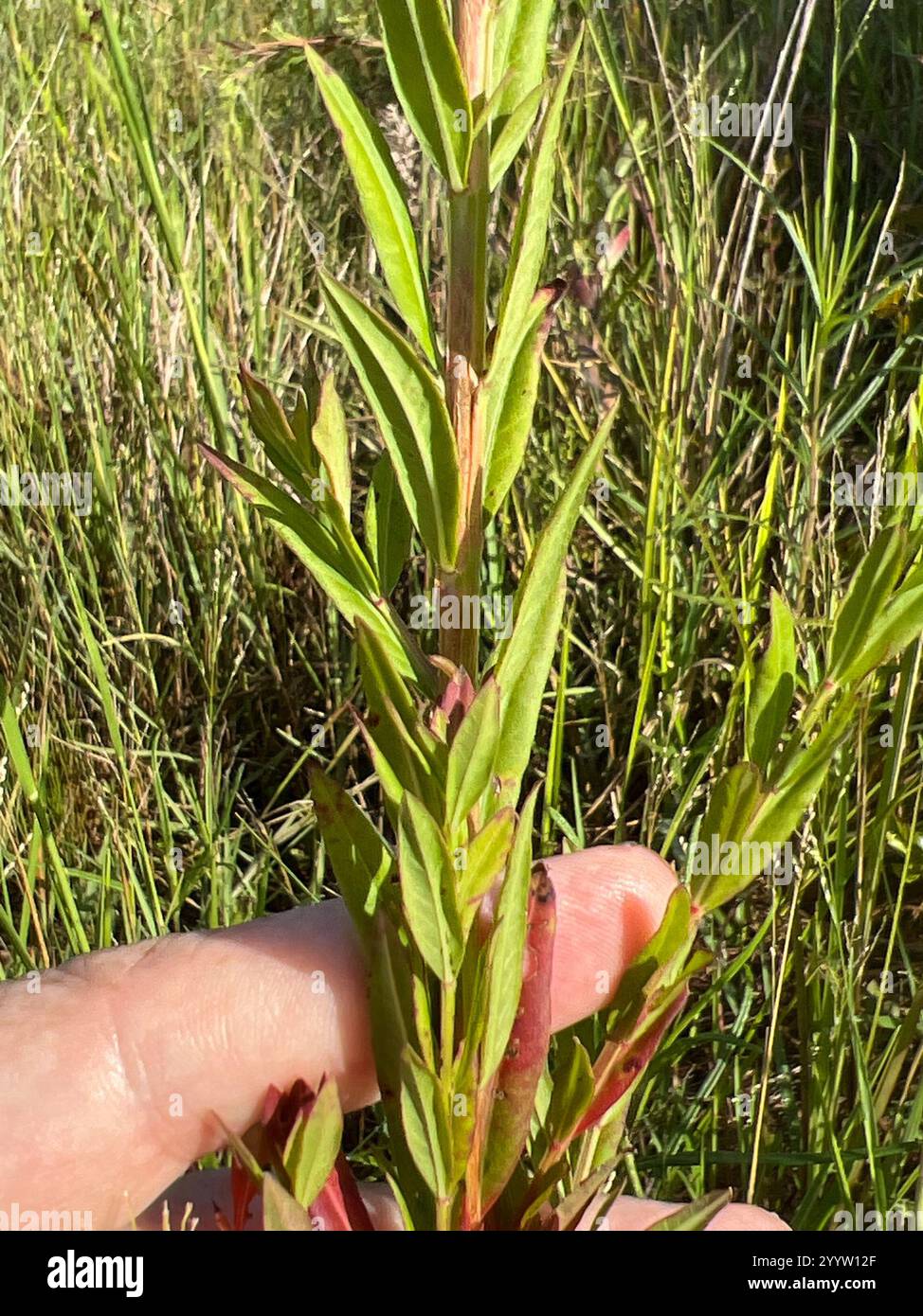 Lythrum alatum hi-res stock photography and images - Alamy