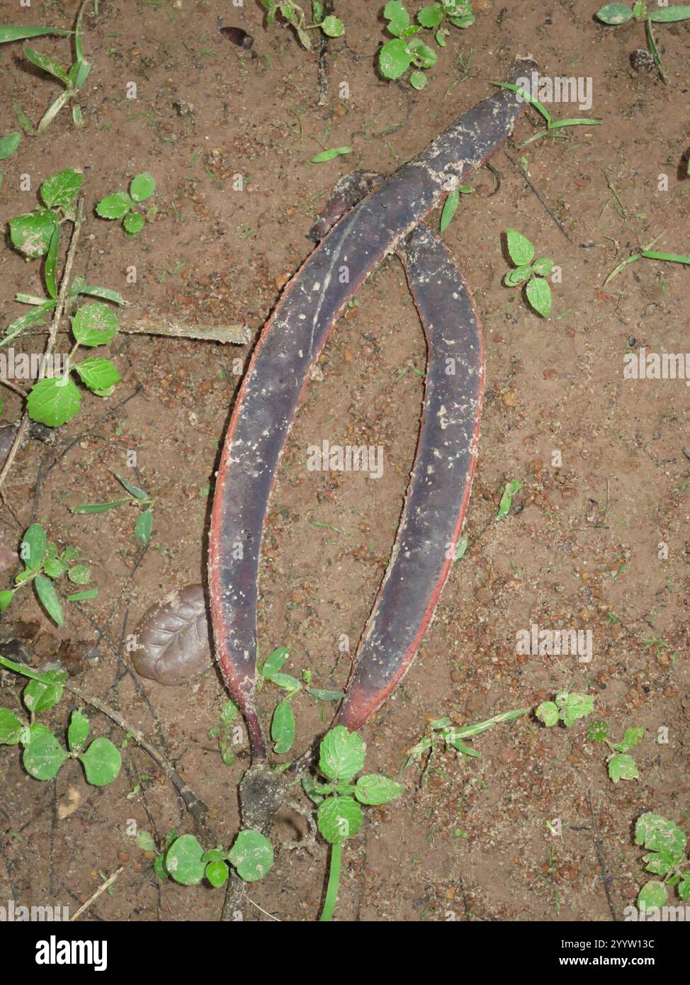 African locust bean (Parkia biglobosa Stock Photo - Alamy