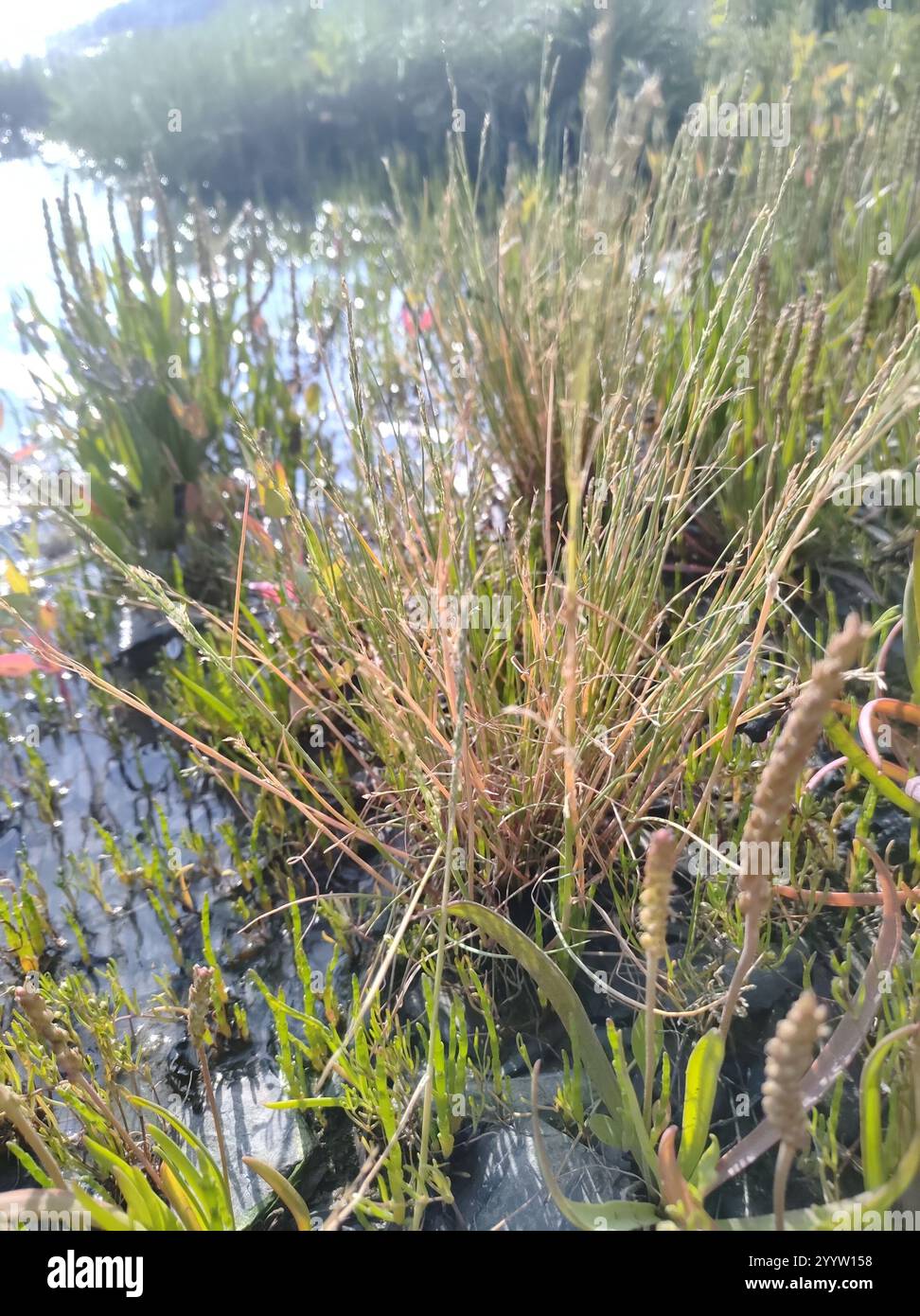 Salt Grass (Puccinellia Stock Photo - Alamy
