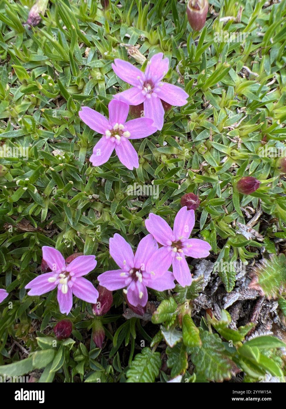 Moss Campion (Silene acaulis Stock Photo - Alamy