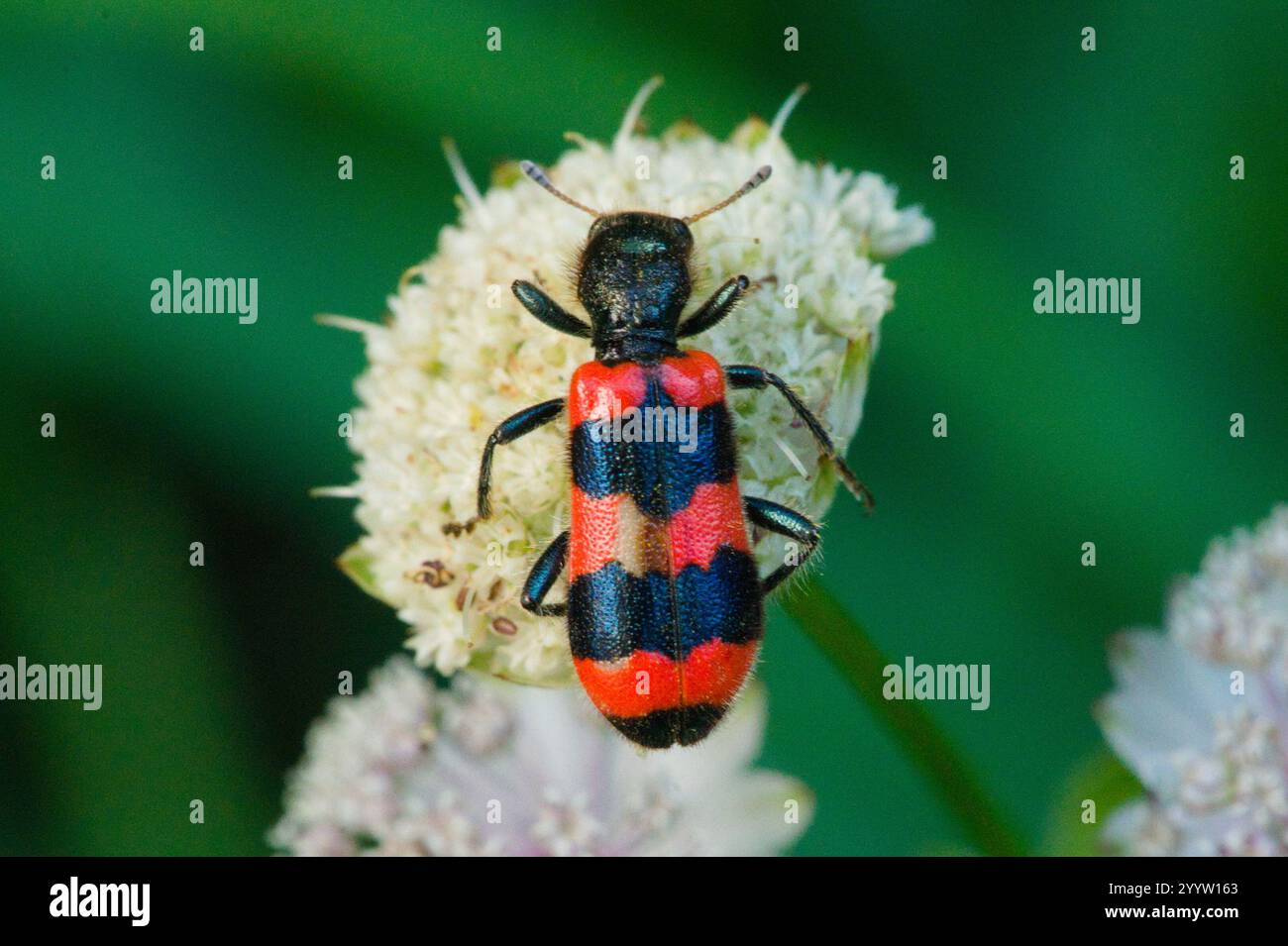Bee-eating Beetle (Trichodes apiarius Stock Photo - Alamy