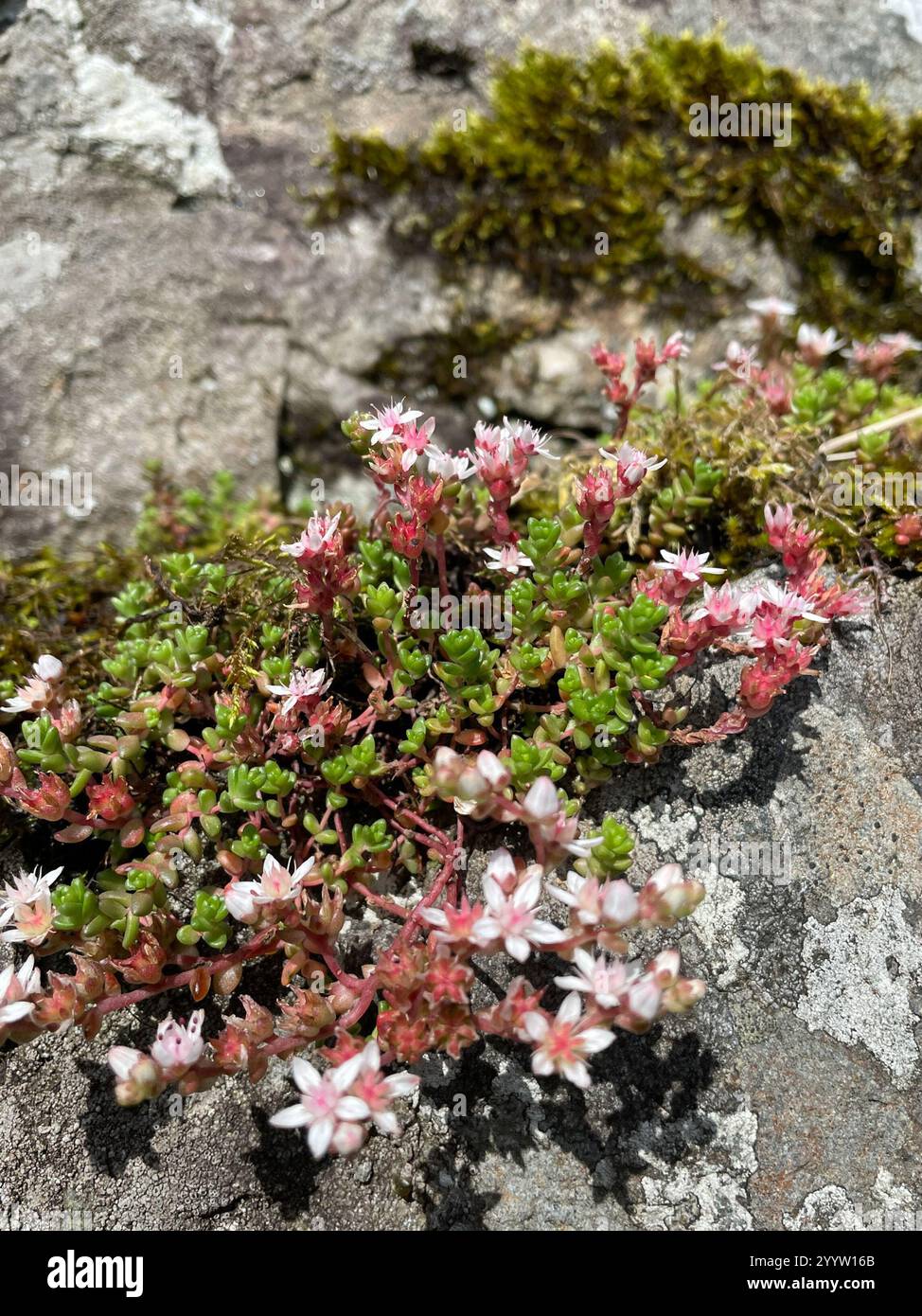 English Stonecrop (Sedum anglicum Stock Photo - Alamy