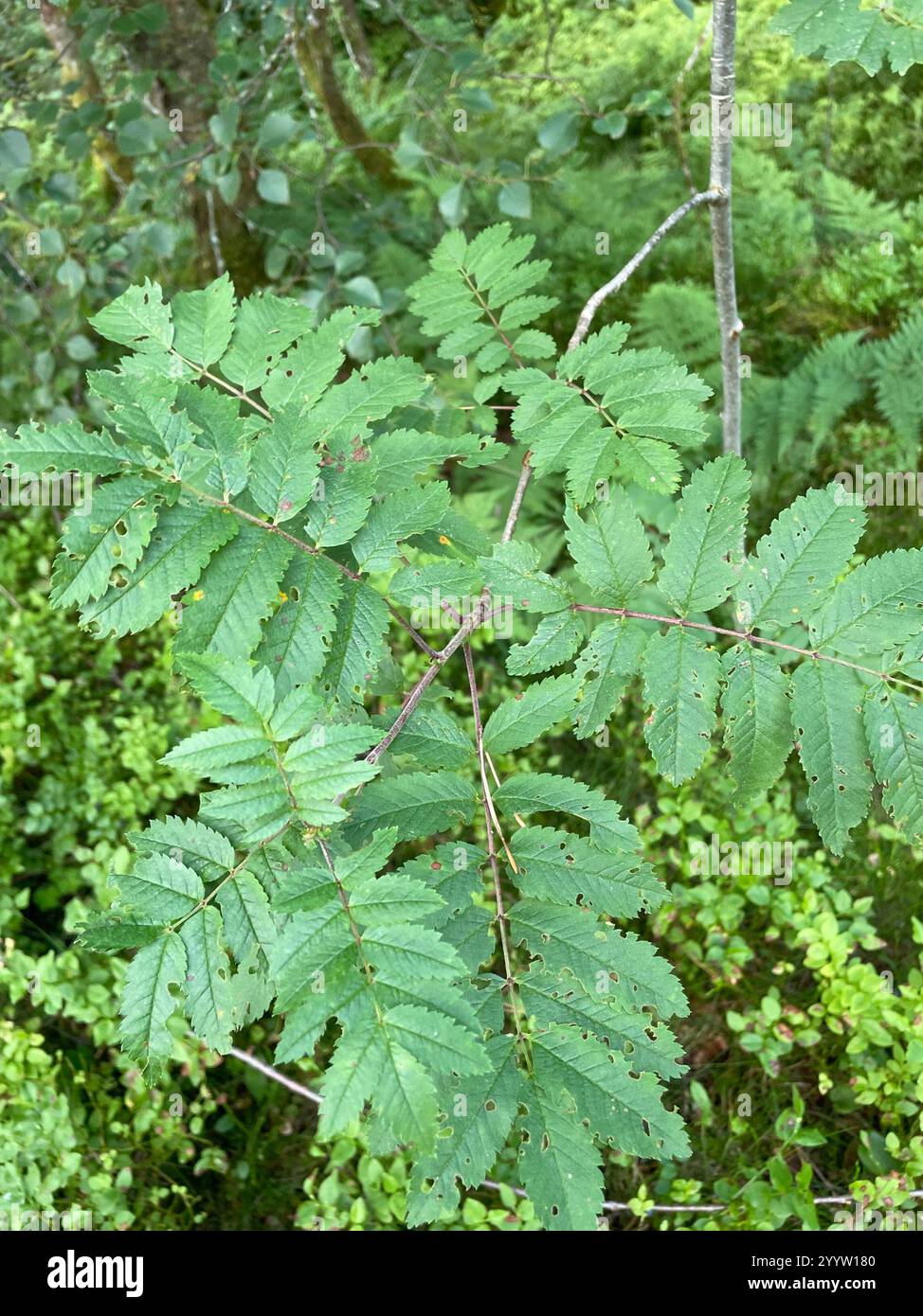 European mountain ash (Sorbus aucuparia Stock Photo - Alamy
