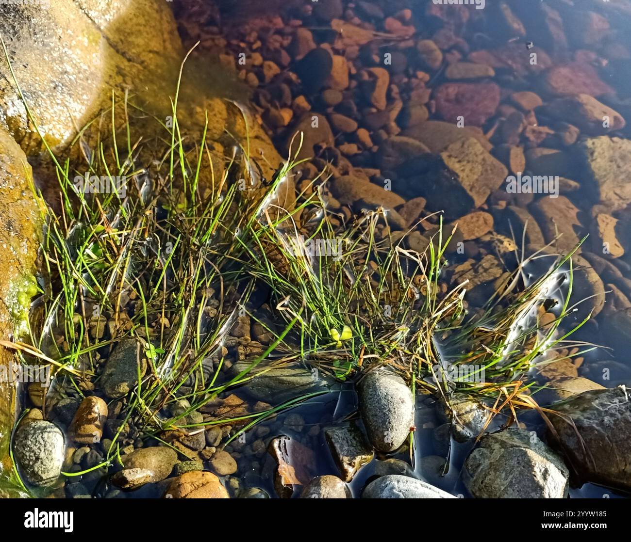 grasses, sedges, cattails, and allies (Poales Stock Photo - Alamy