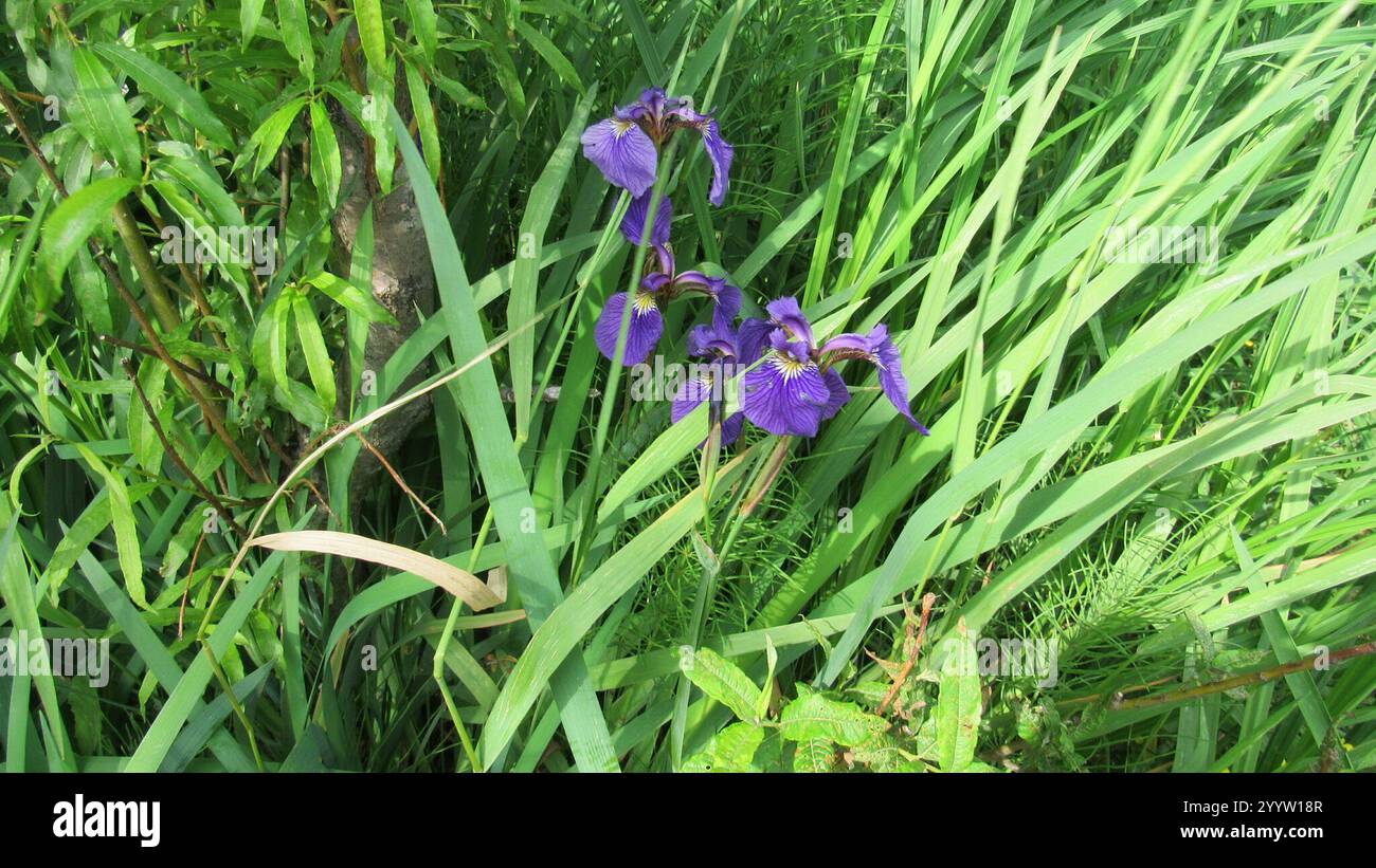 Beach-head Iris (Iris setosa Stock Photo - Alamy
