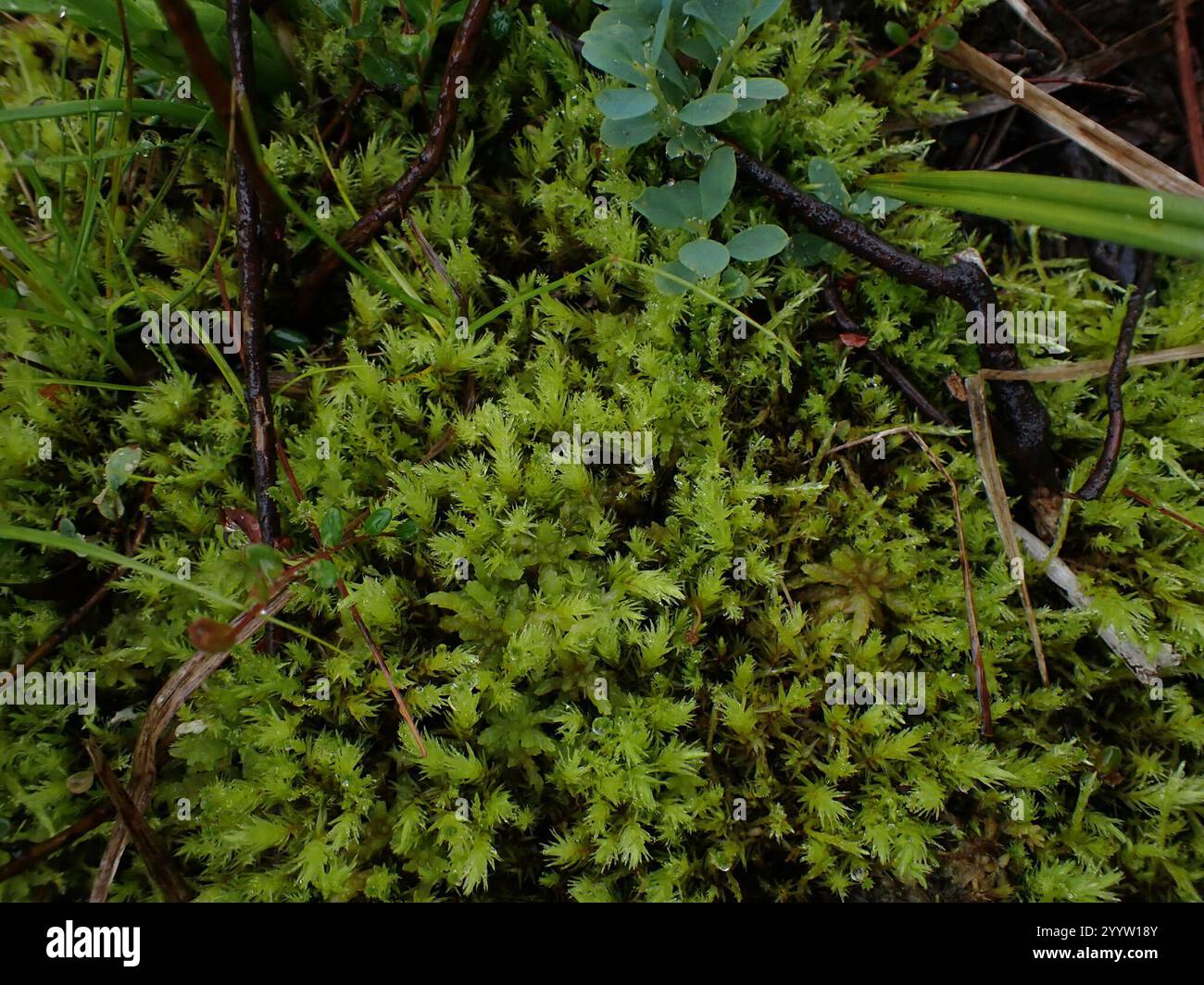 ribbed bog moss (Aulacomnium palustre Stock Photo - Alamy